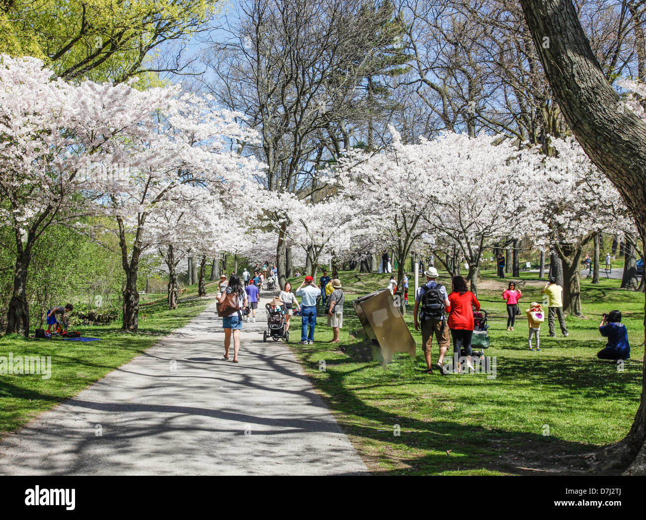 Cherry Blossom Trees in bloom in High Park Toronto,Ontario,Canada Stock ...
