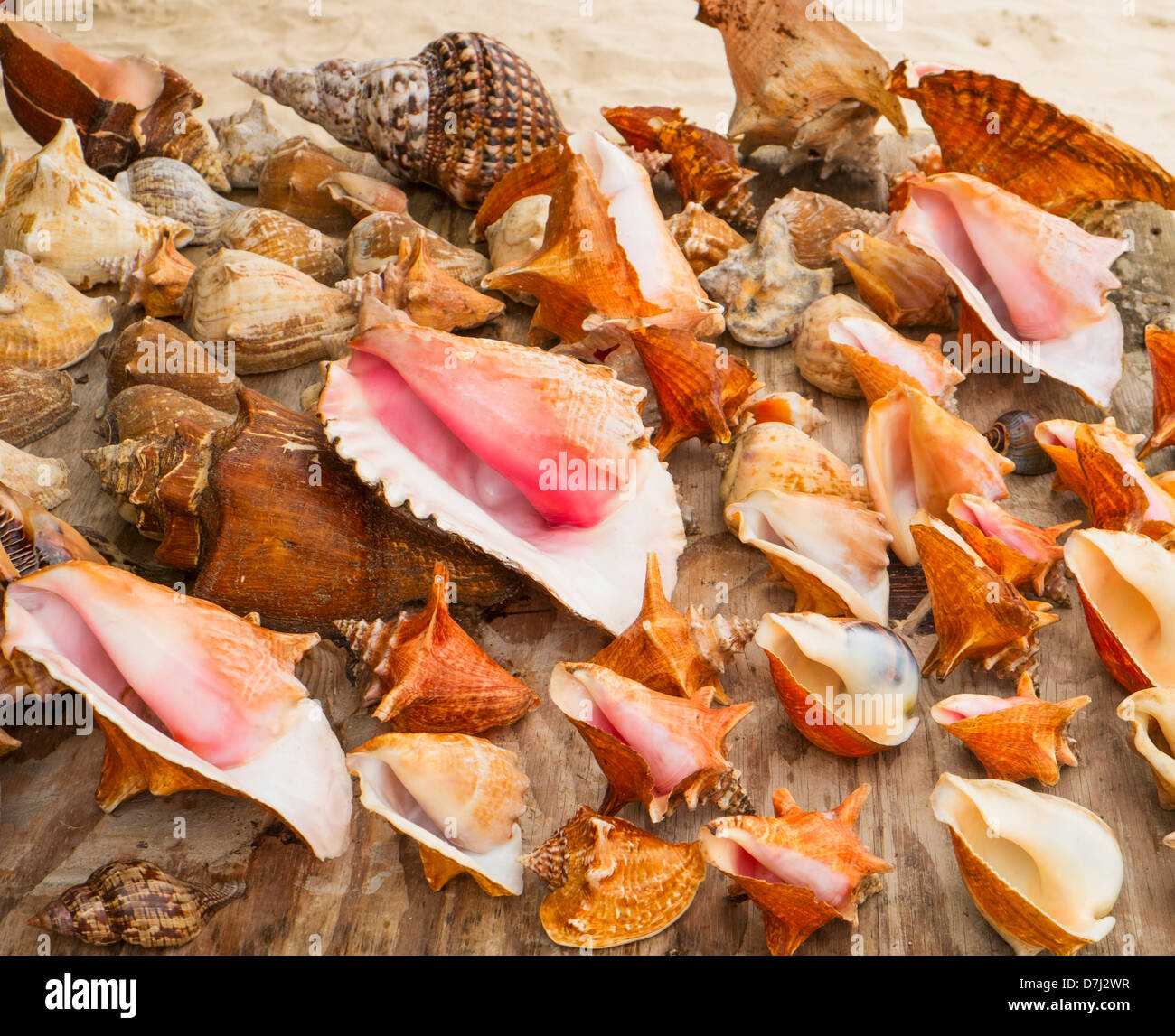 Jamaica, Sea shells for sale Stock Photo - Alamy