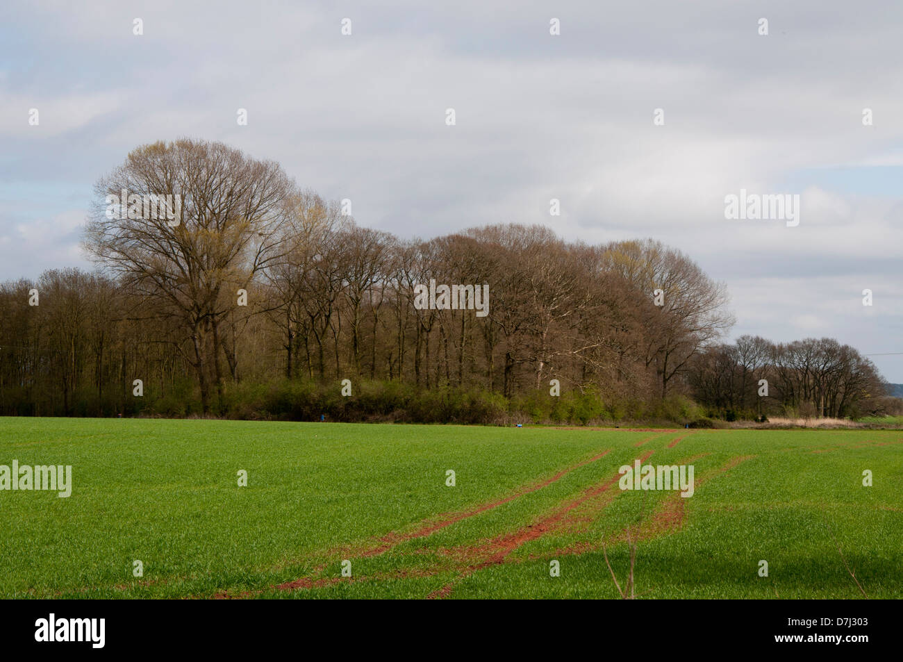 copse of leafless trees, agricultural landscape, crops, green shoots ...