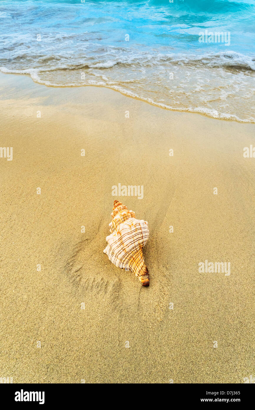 Jamaica, Shell on beach Stock Photo - Alamy
