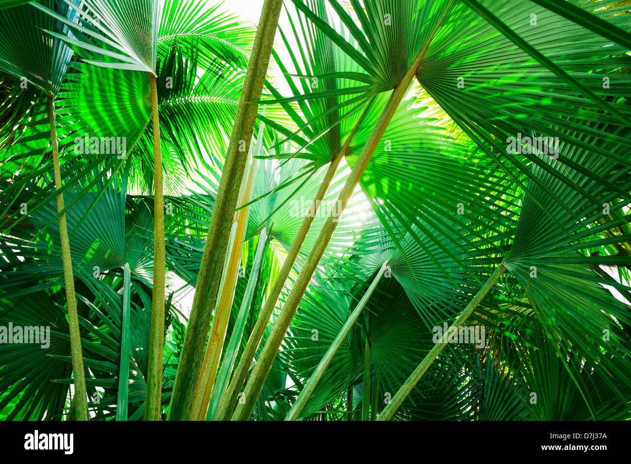Jamaica, Palm leaves Stock Photo - Alamy