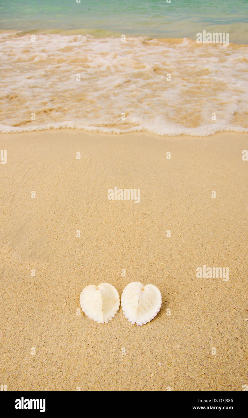 Jamaica, Pair of shells on beach Stock Photo - Alamy
