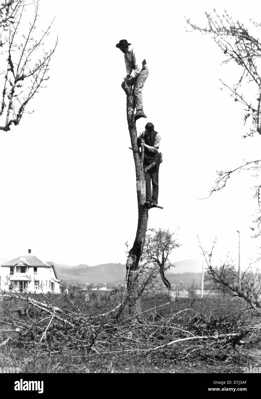Stoats and R. C. Shepard top grafting a tree Stock Photo - Alamy