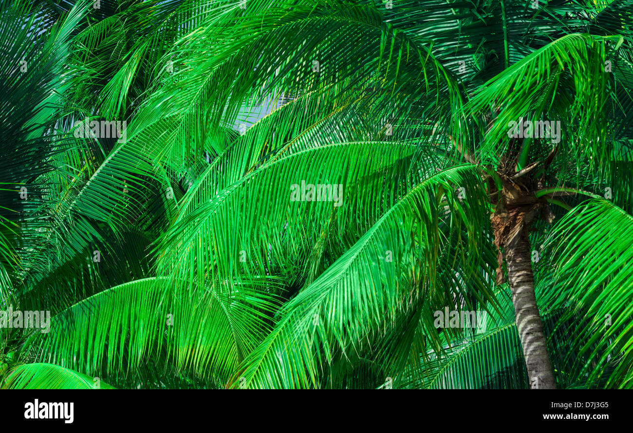 Jamaica, Palm trees Stock Photo - Alamy