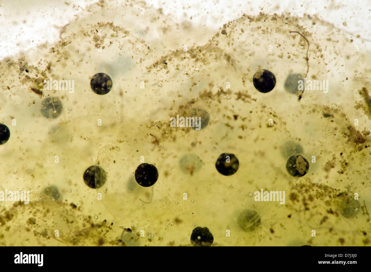 Frog spawn of a European frog, Rana temporaria, newly laid Stock Photo - Alamy