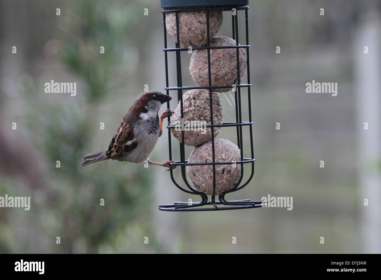 English Garden Sparrow feeding Stock Photo - Alamy