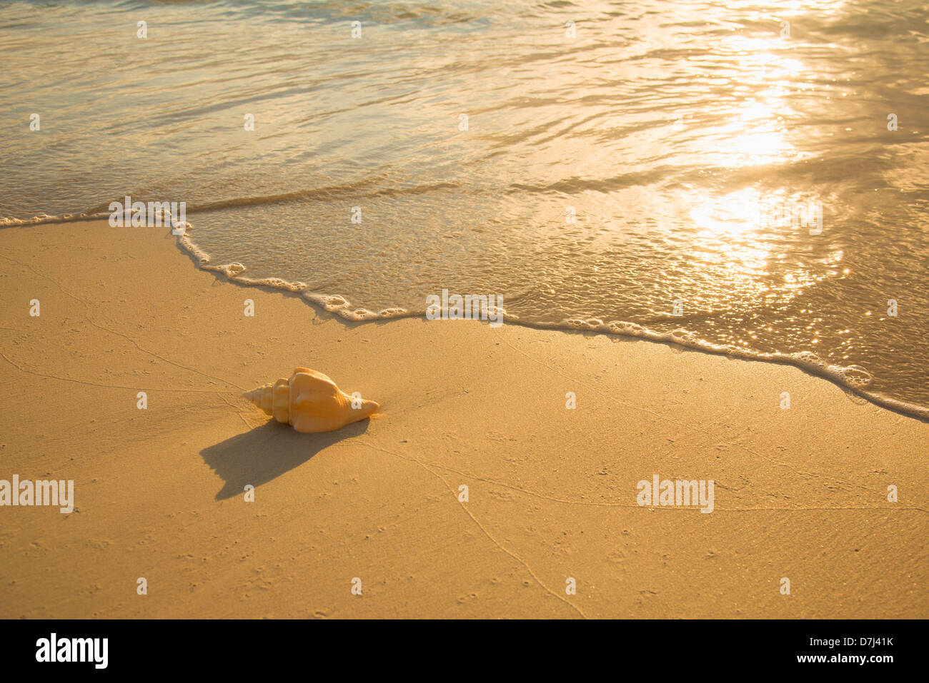 Jamaica, Shell on beach Stock Photo - Alamy
