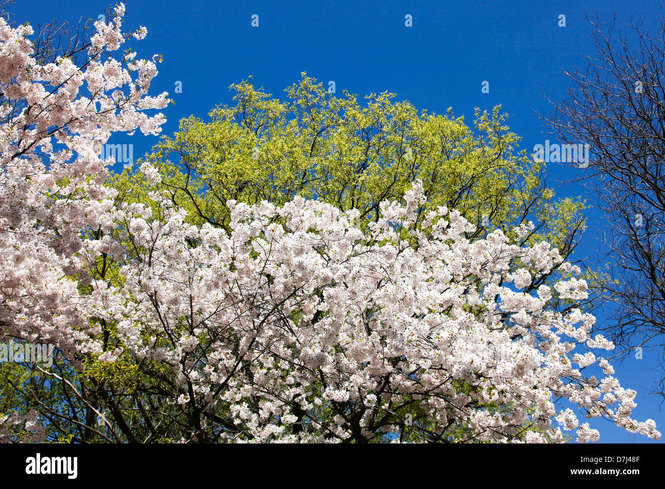 Cherry Blossom Trees in bloom in High Park Toronto,Ontario,Canada Stock ...