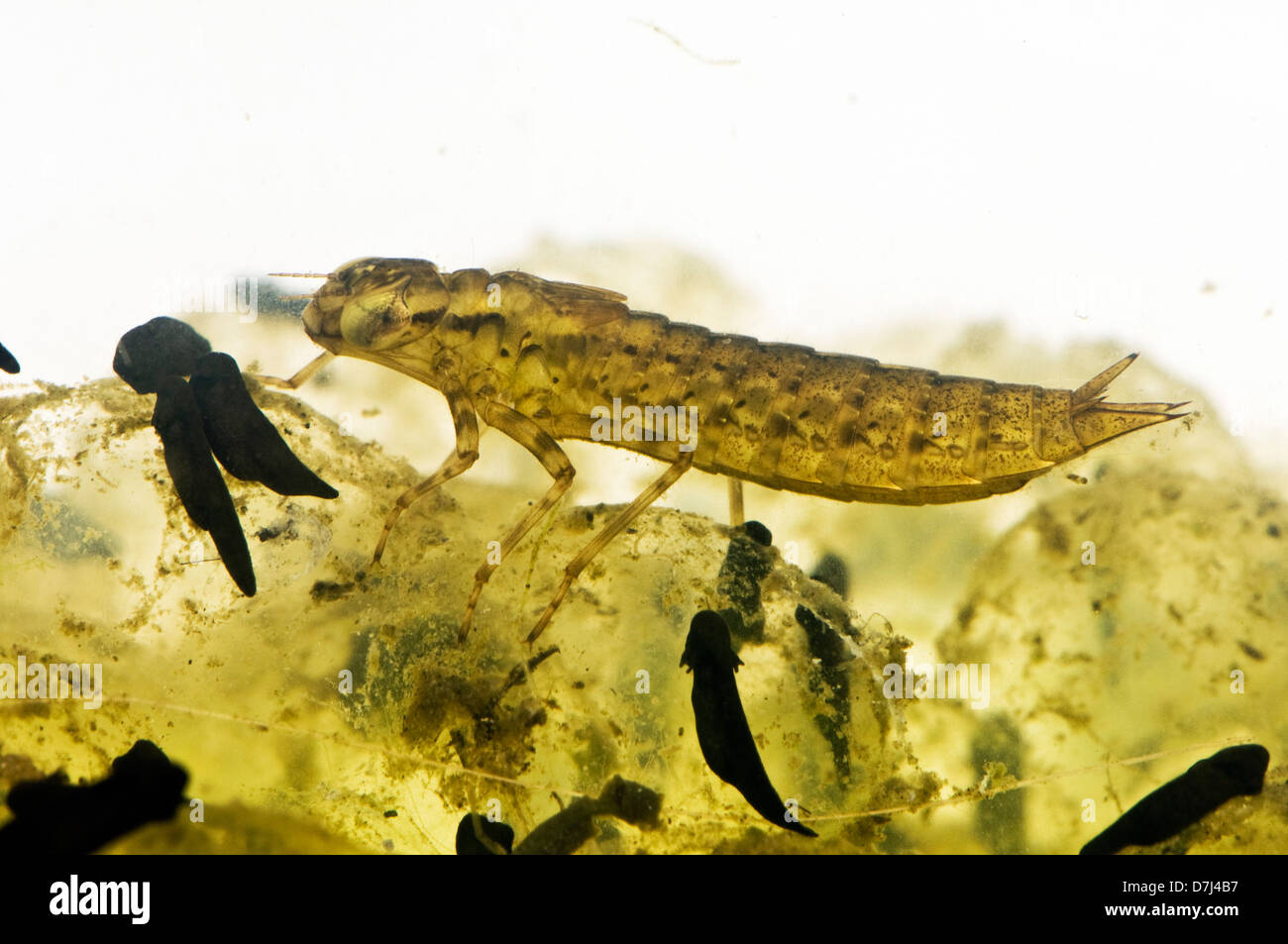 Southern hawker dragonfly, Aeshna cyanea, larva preying on frog ...