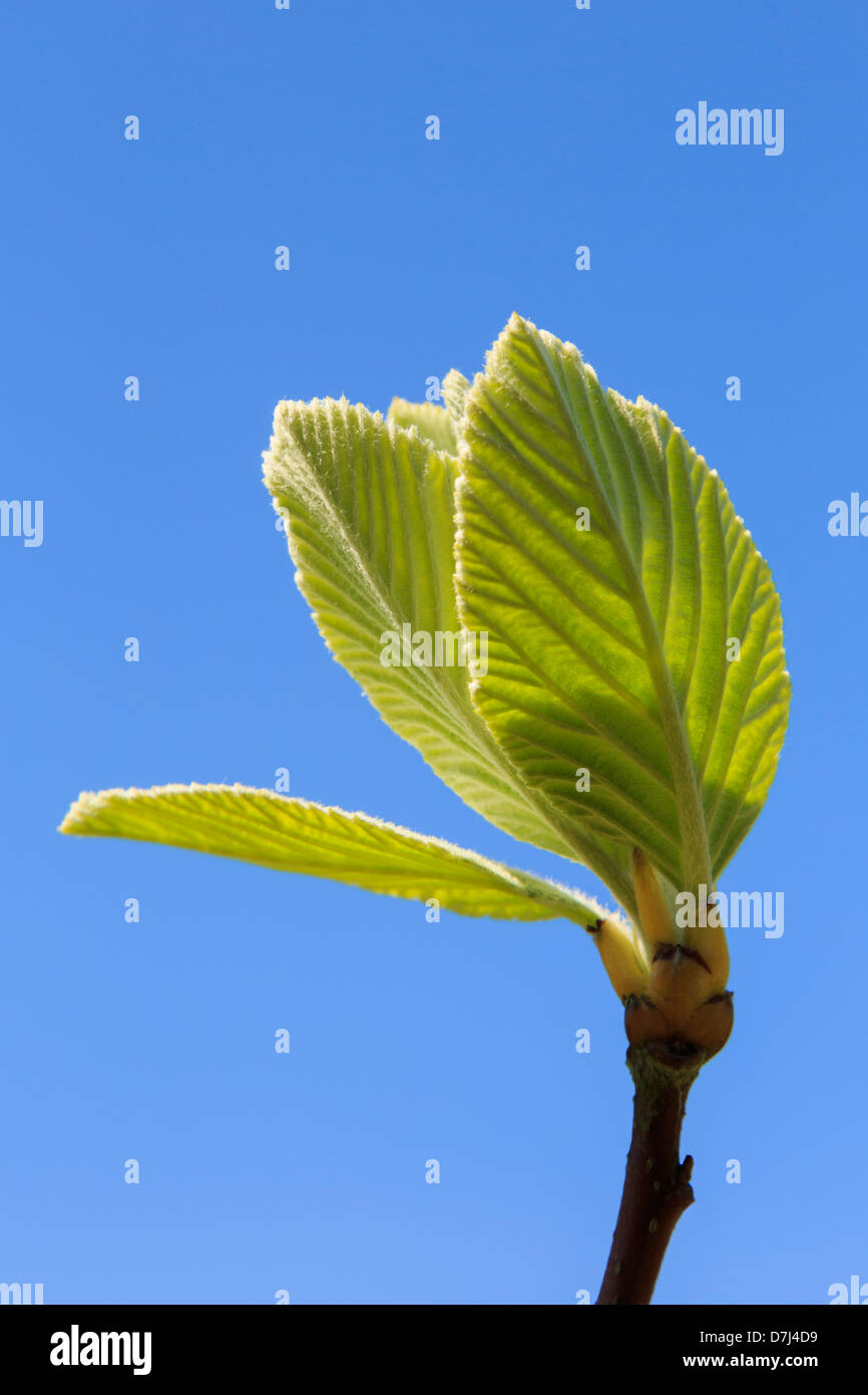 New green shoots hi-res stock photography and images - Alamy