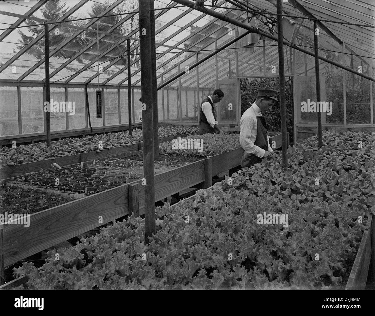 A greenhouse, designed for the cultivation and protection of plants, is ...