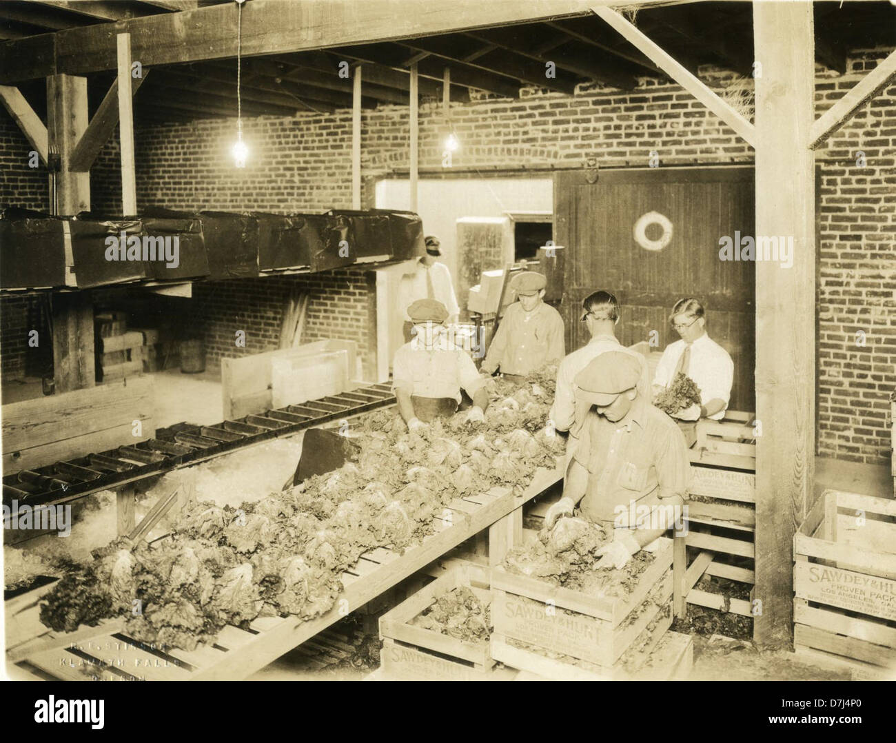 This image shows the process of packing lettuce, highlighting the ...