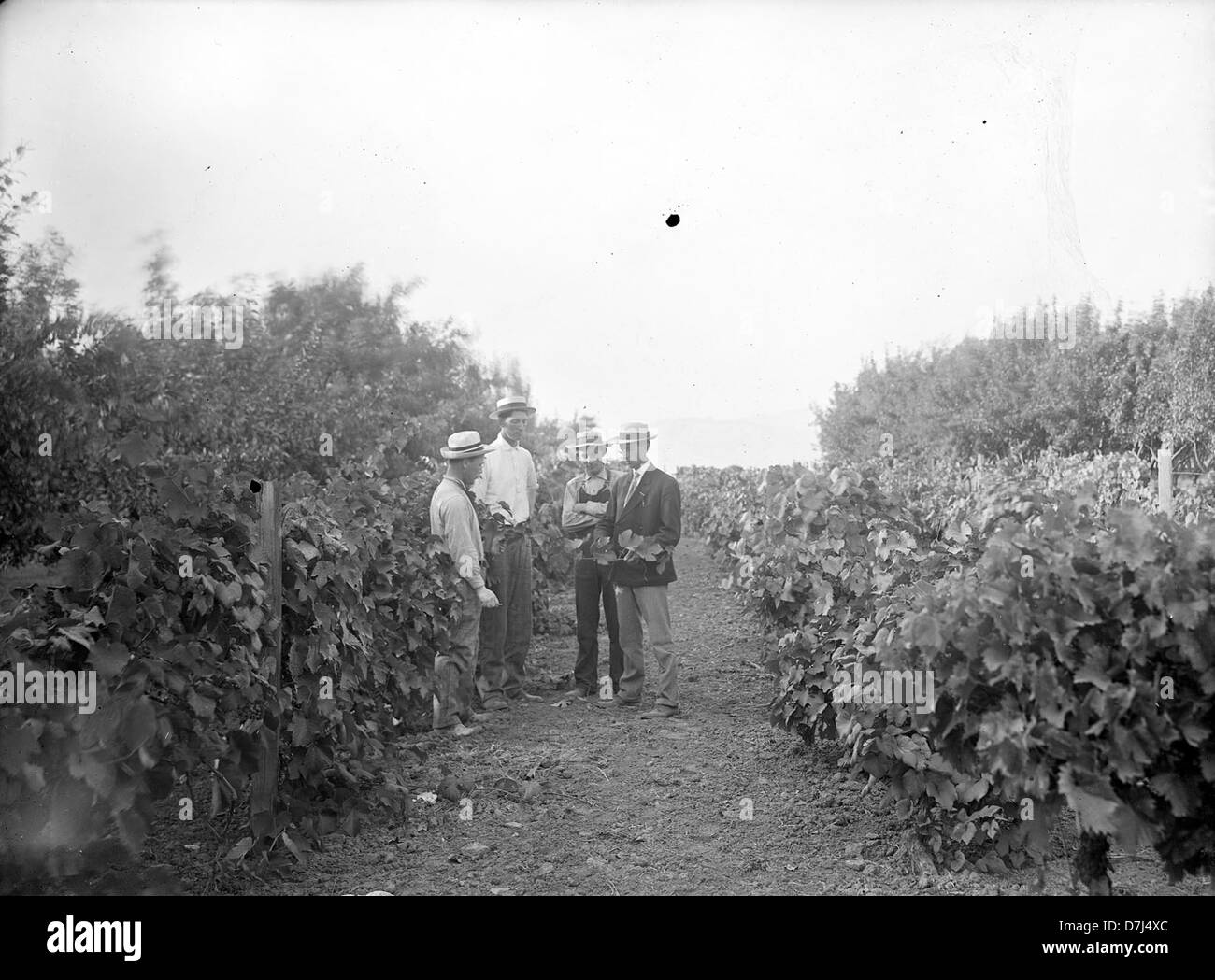 A historical photograph of a vineyard pruning class from circa 1920 ...