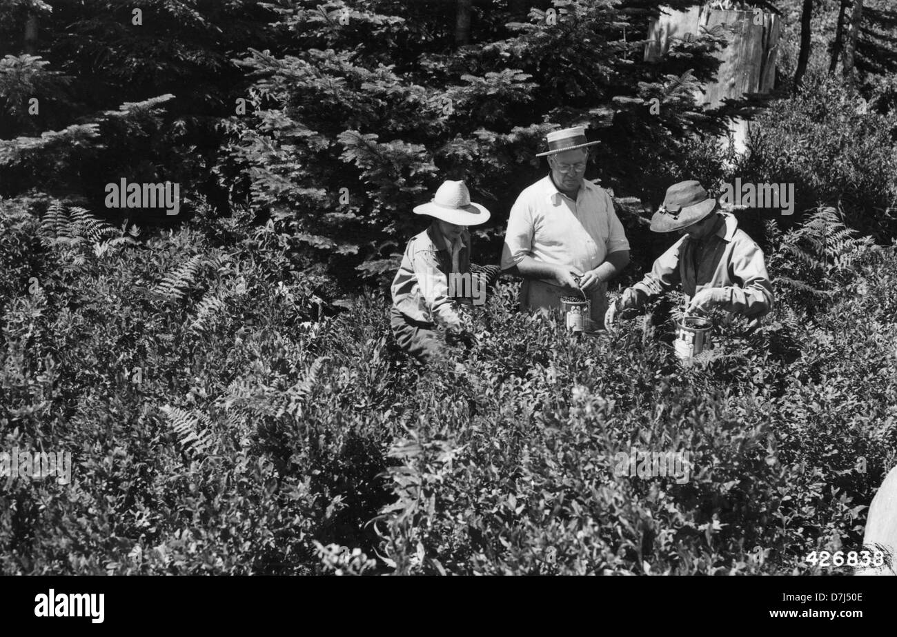 This historical photograph captures huckleberry pickers at Larch ...
