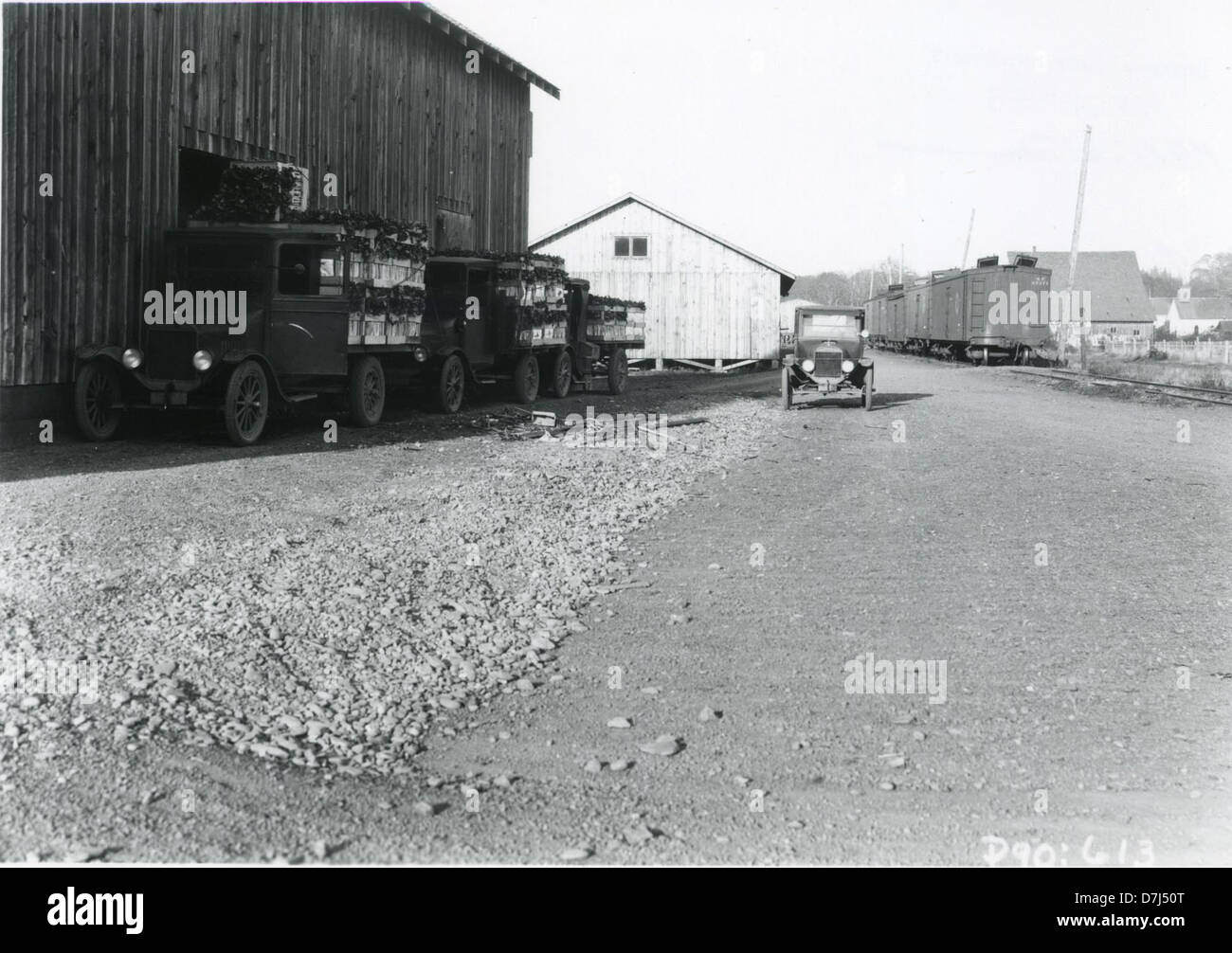 Trucks loaded with celery arrive at a loading station in the Lake ...