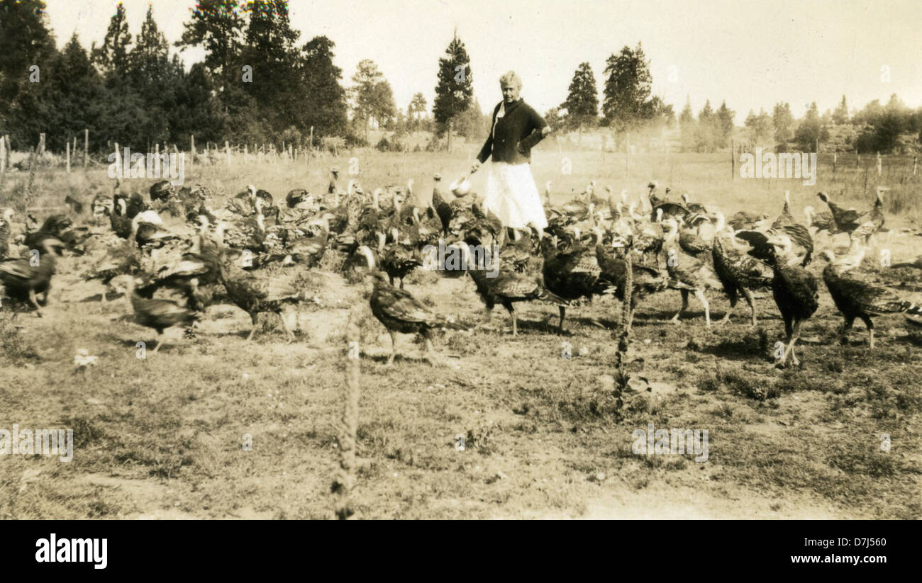 A scene depicting a ranch woman in Oregon feeding a flock of turkeys ...