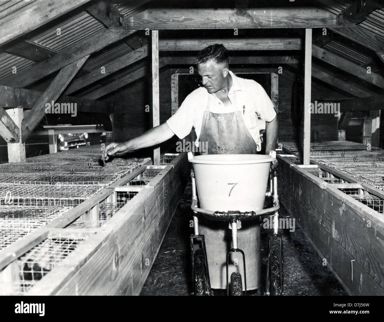 A photograph of a young mink being fed at the OSC Fur Farm. The image ...