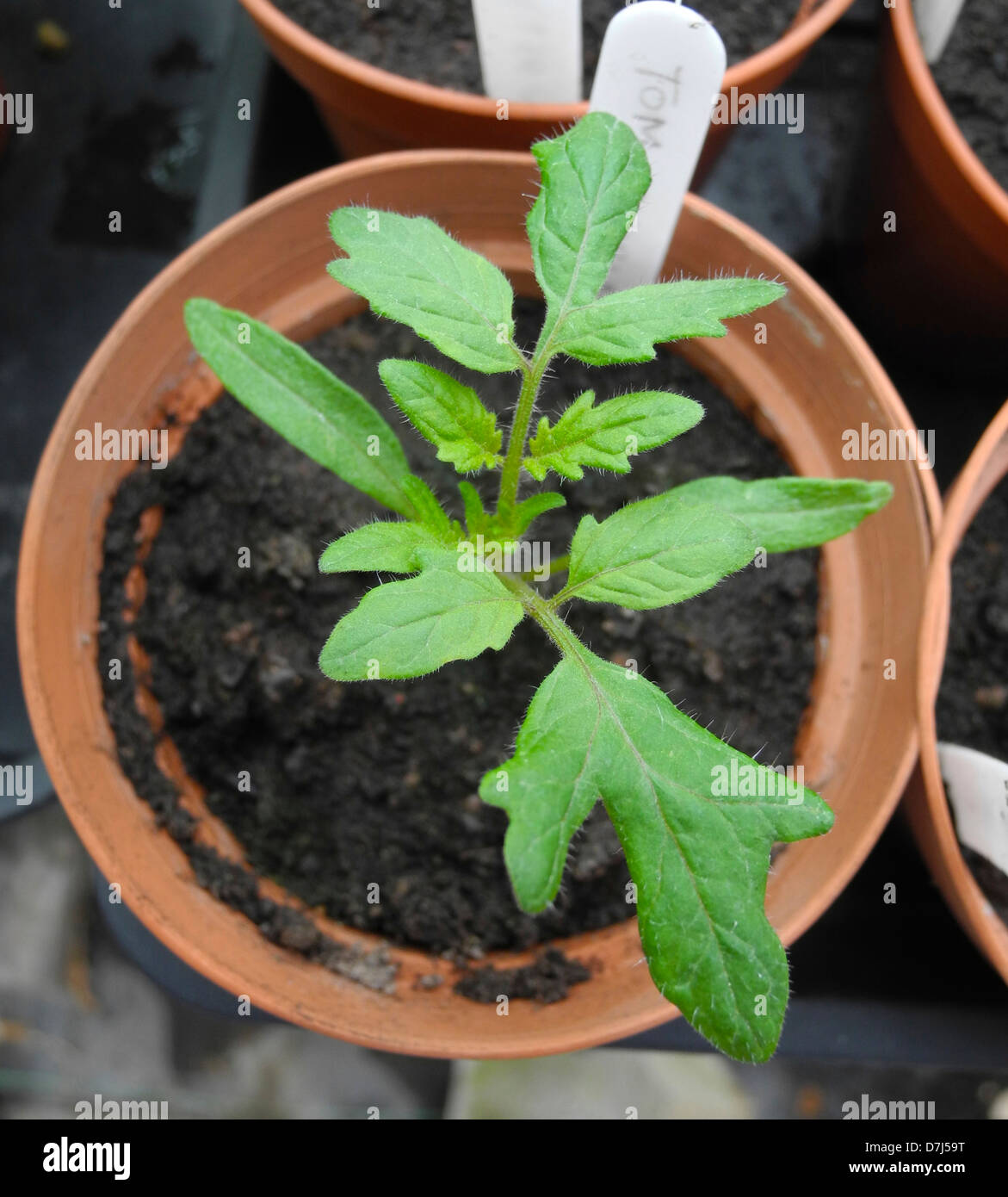 small tomato plant - being grown to plant out - this variety is ...