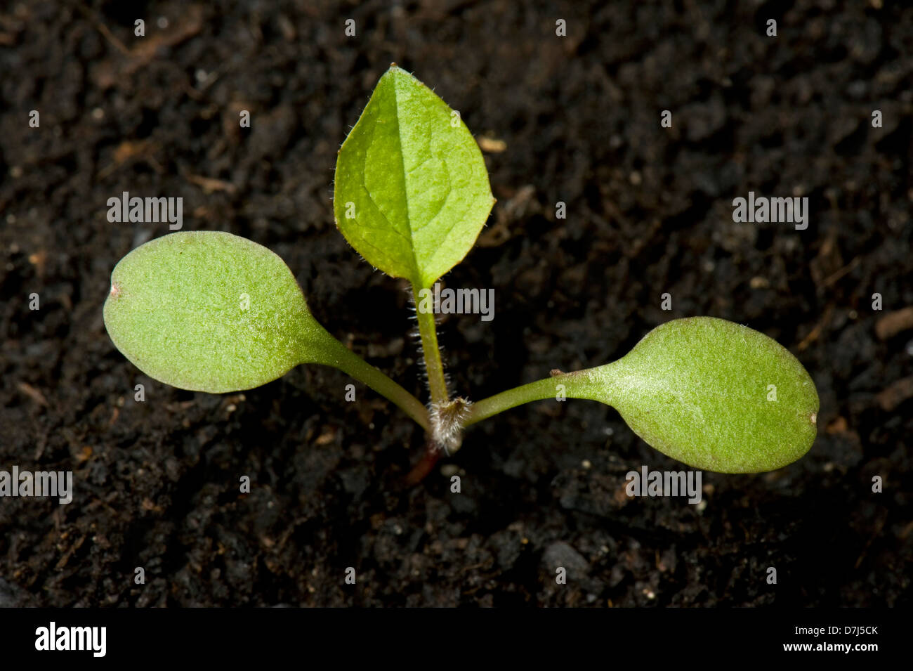 Seedling leaf hi-res stock photography and images - Alamy