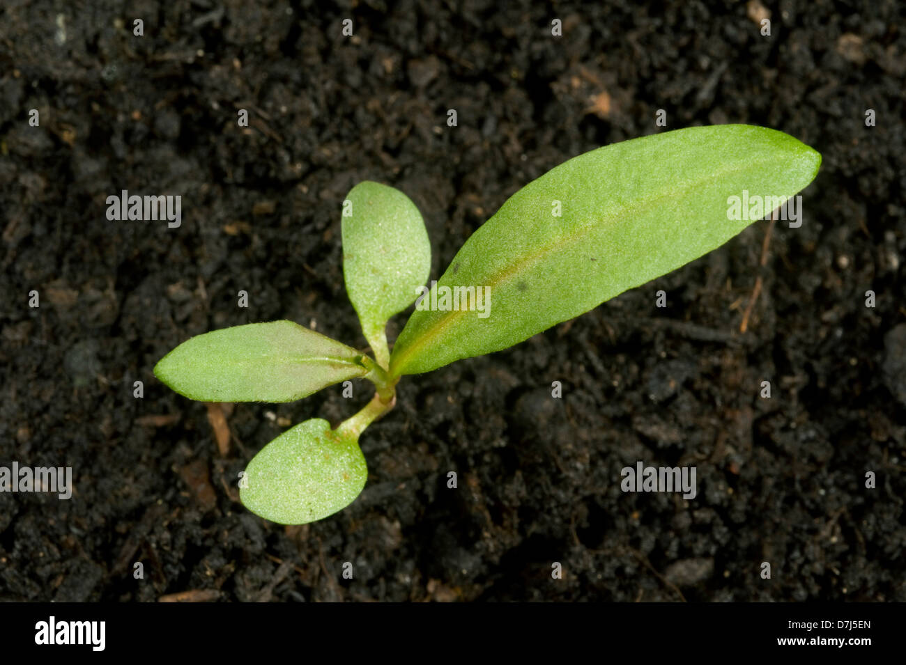 Redshank, Polygonum maculosa, seedling cotyledons with first true leaf ...