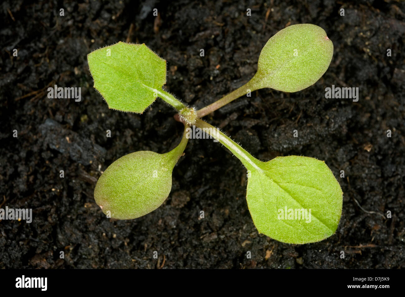 Plant lapsana communis hi-res stock photography and images - Alamy