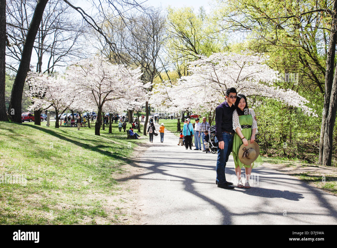 Cherry Blossom Trees in bloom in High Park Toronto,Ontario,Canada Stock ...