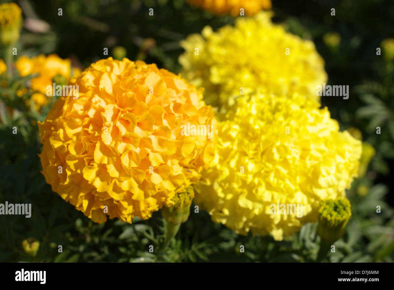 Scrubby grass hi-res stock photography and images - Alamy