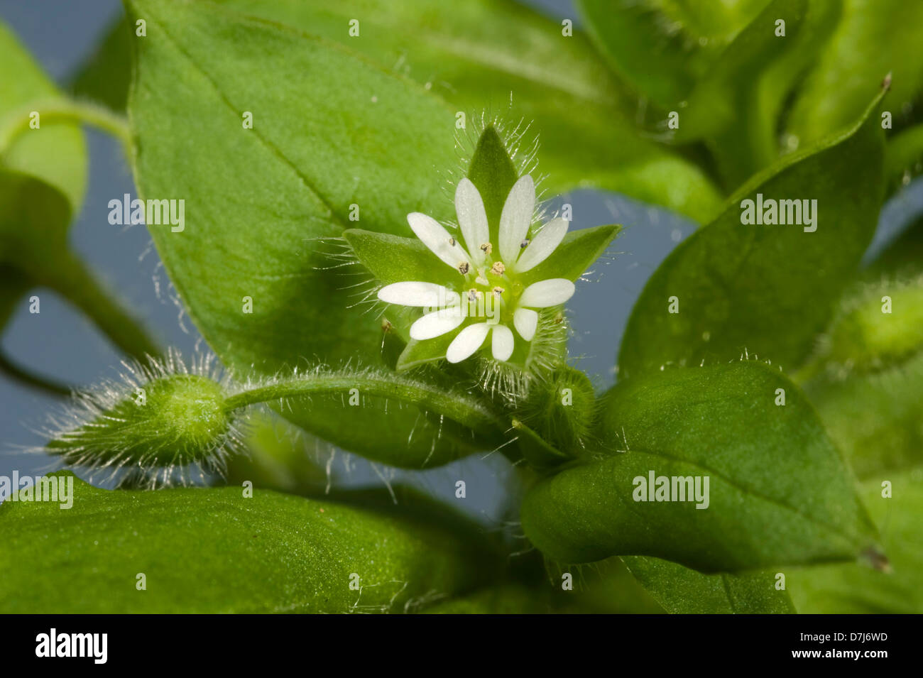 Chickweed, Stellaria media, flowers and leaves of an annual ...