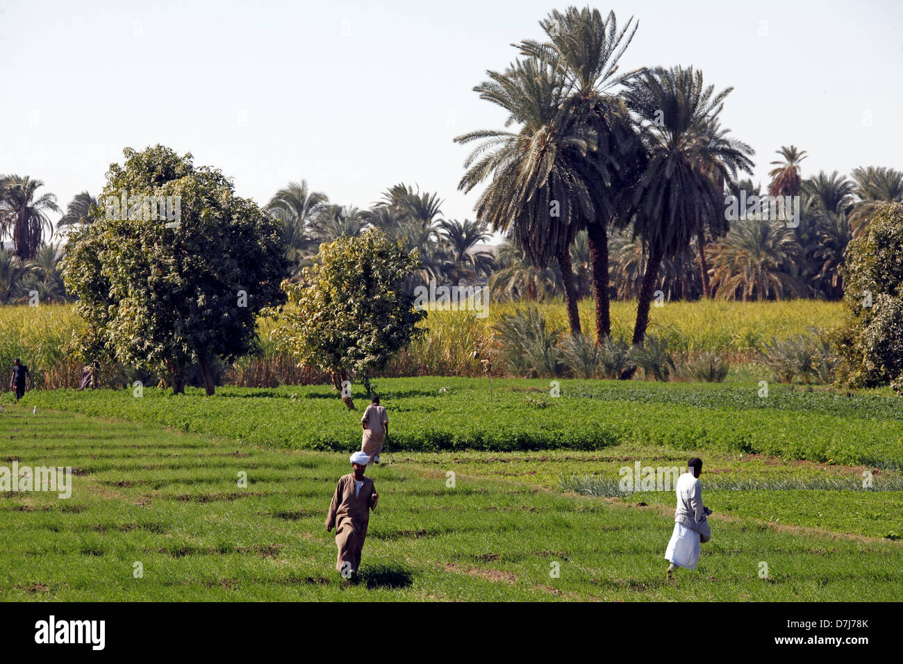 PEOPLE IN CROP FIELD NEAR ASWAN EGYPT 11 January 2013 Stock Photo - Alamy