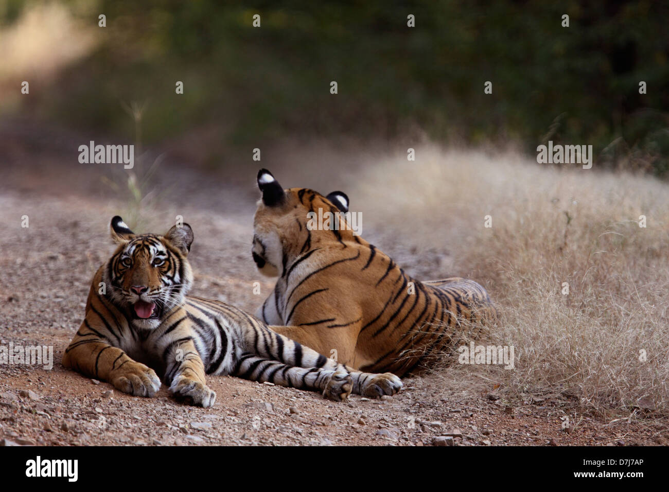 A day with a tiger family in Berda area of Ranthambhore Stock Photo - Alamy