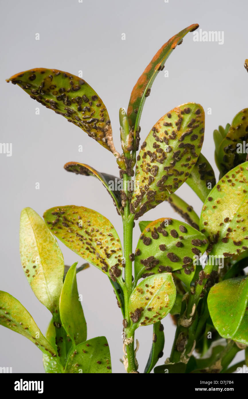 Box rust, Puccia buxi, pustules on the lower surface of a diseased ...