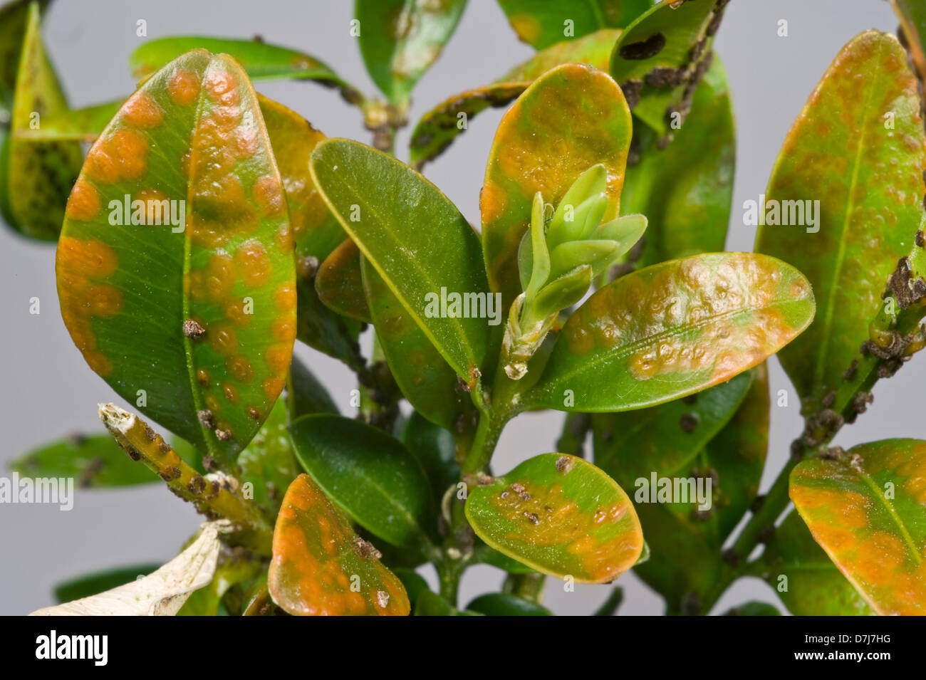Box rust, Puccia buxi, pustules on the upper surface of a diseased ...