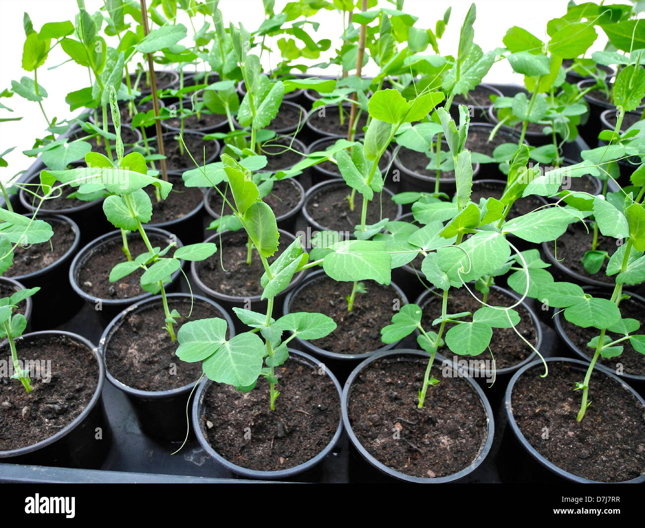Seedlings, young plants - these are peas ready to plant out Stock Photo - Alamy