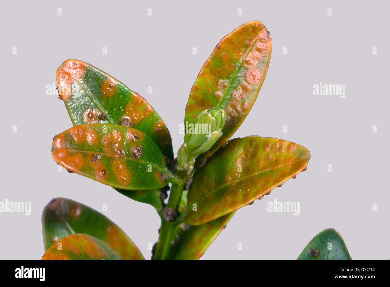 Box rust, Puccia buxi, pustules on the upper surface of a diseased ...