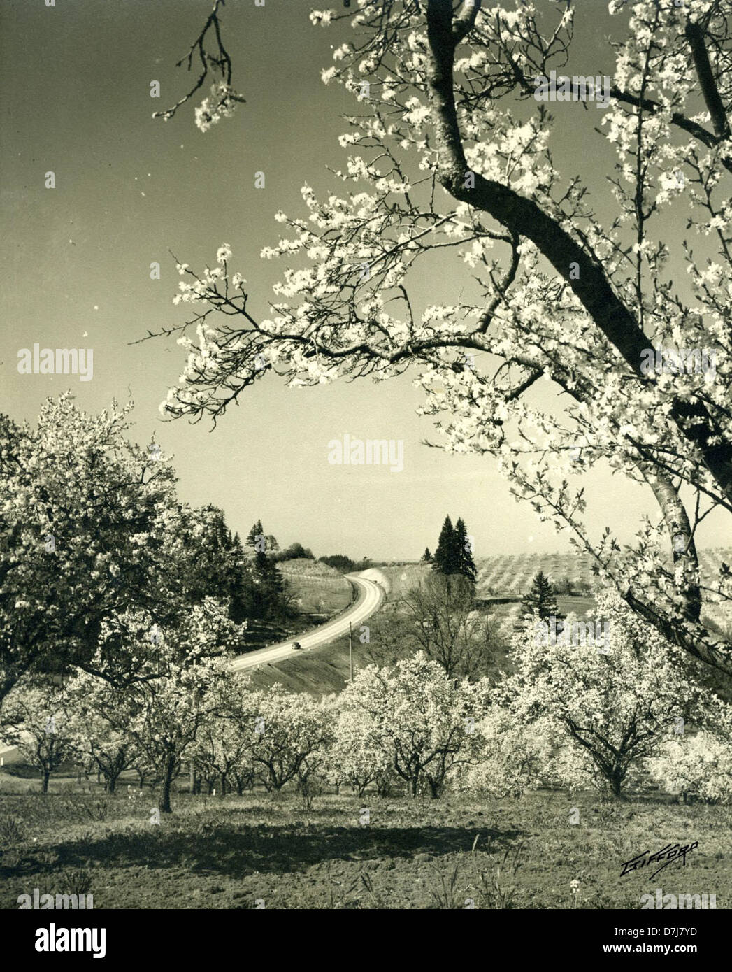 This landscape photograph captures the vibrant blossom season near ...