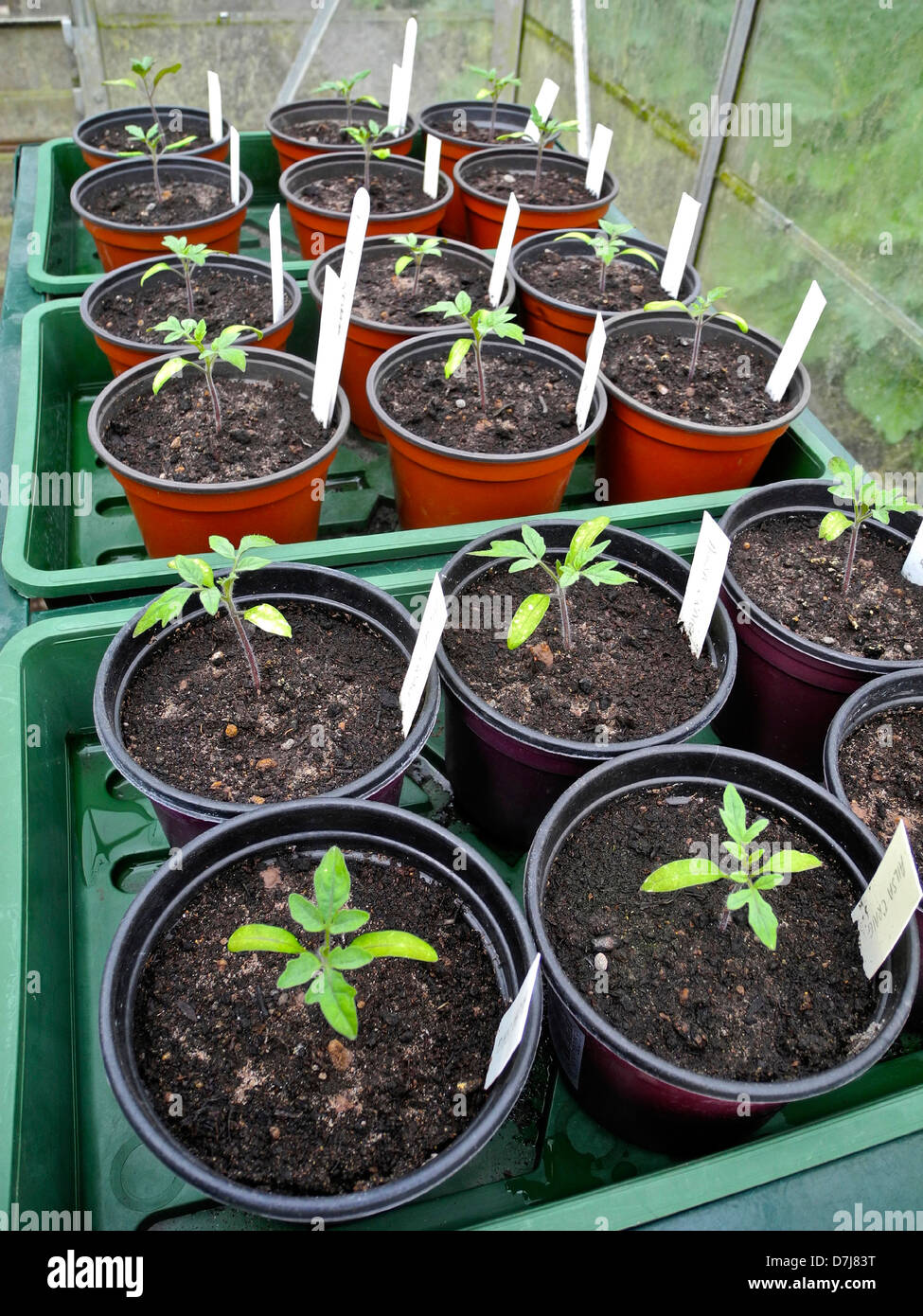 small tomato plant - being grown to plant out Stock Photo - Alamy