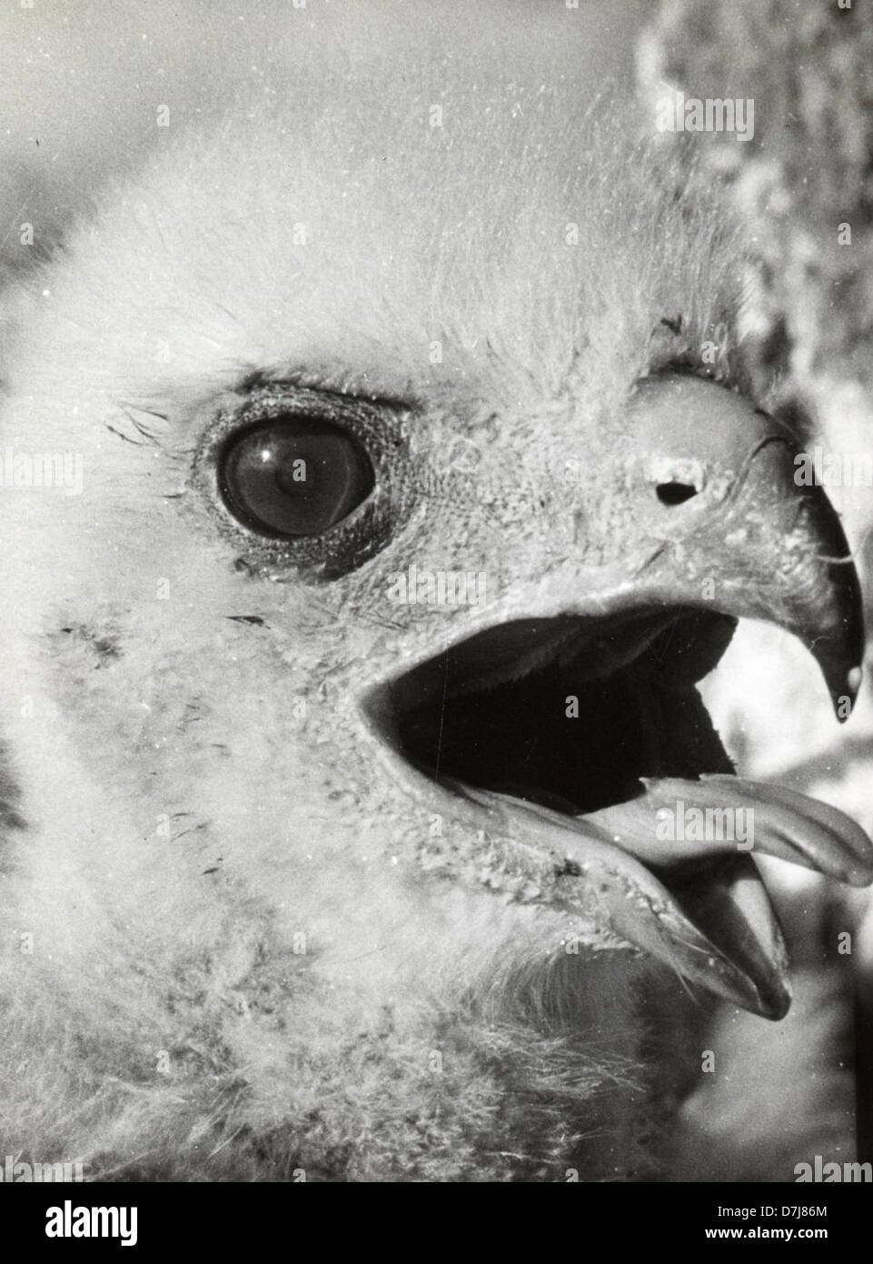 This image features a young eaglet, captured in 1938, showing the early ...