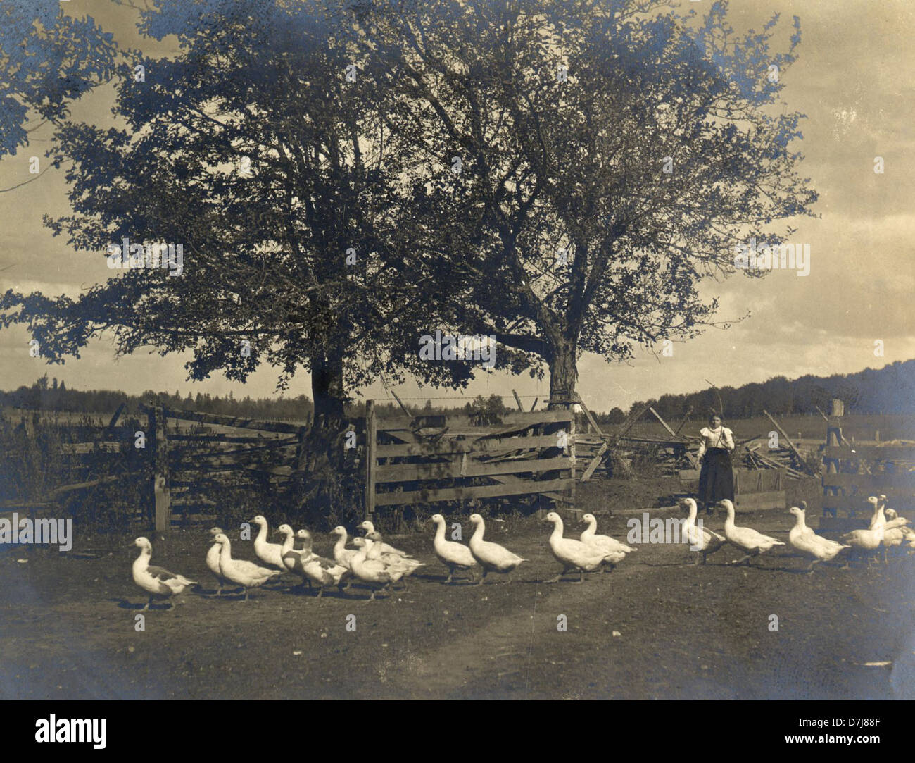 Ducks crossing barnyard, circa 1905 Stock Photo - Alamy