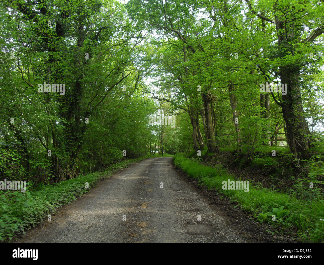 English country lane in spring hi-res stock photography and images - Alamy