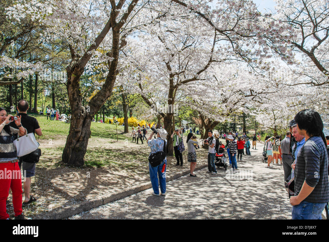 Cherry Blossom Trees in bloom in High Park Toronto,Ontario,Canada Stock ...
