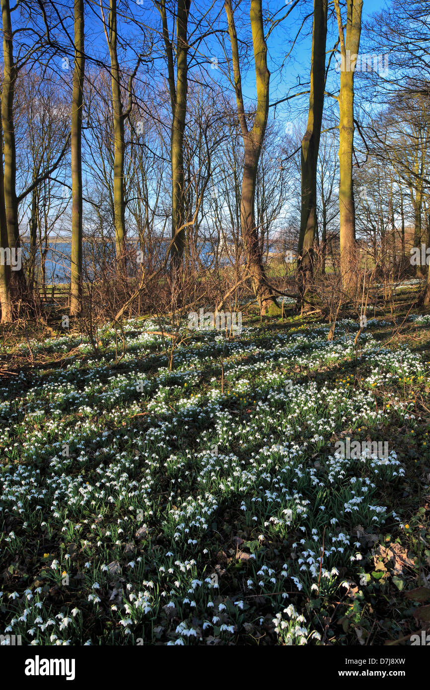 Winter Aconite Flowers (Eranthis hyemalis) and Snowdrop Flowers ...
