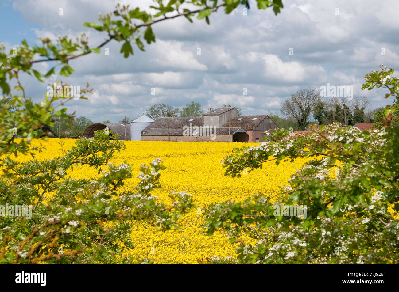 Farm buildings near Hadleigh in Suffolk, UK Stock Photo - Alamy