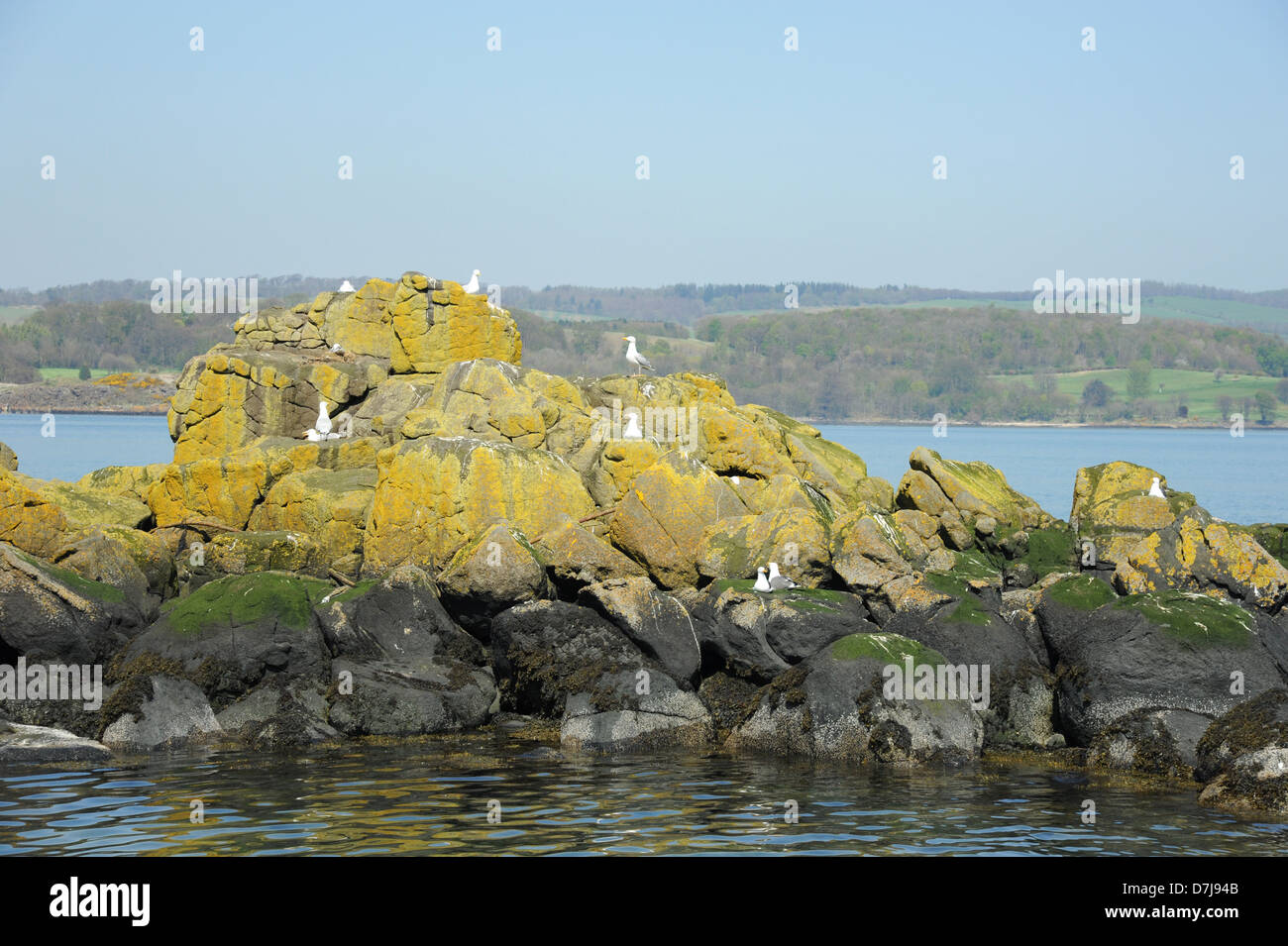 The rocks of Inchcolm island are a nesting ground for gulls Stock Photo ...