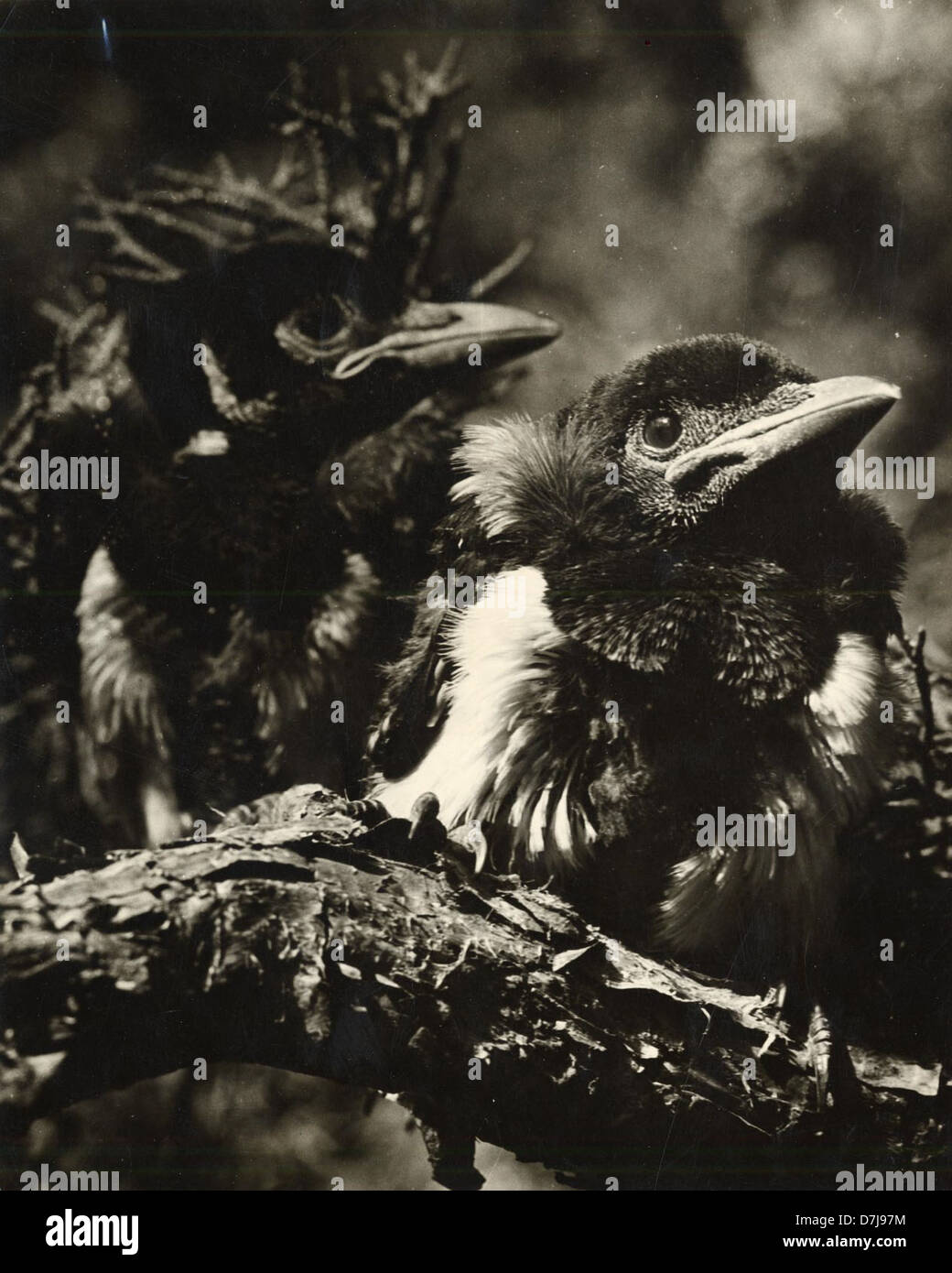 Circa 1938 hi-res stock photography and images - Alamy