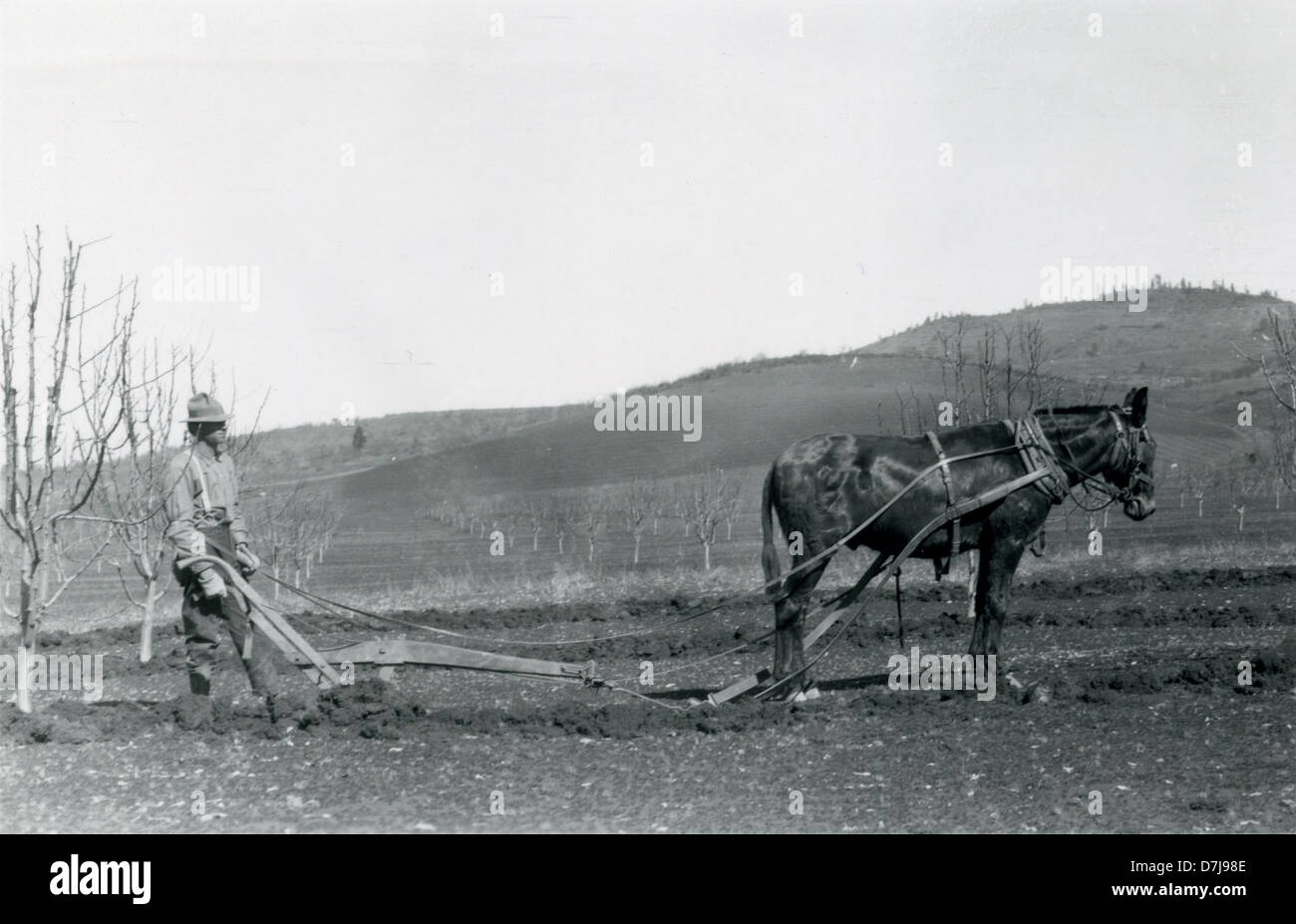 Horse pulling plow in an orchard, southern Oregon Stock Photo - Alamy