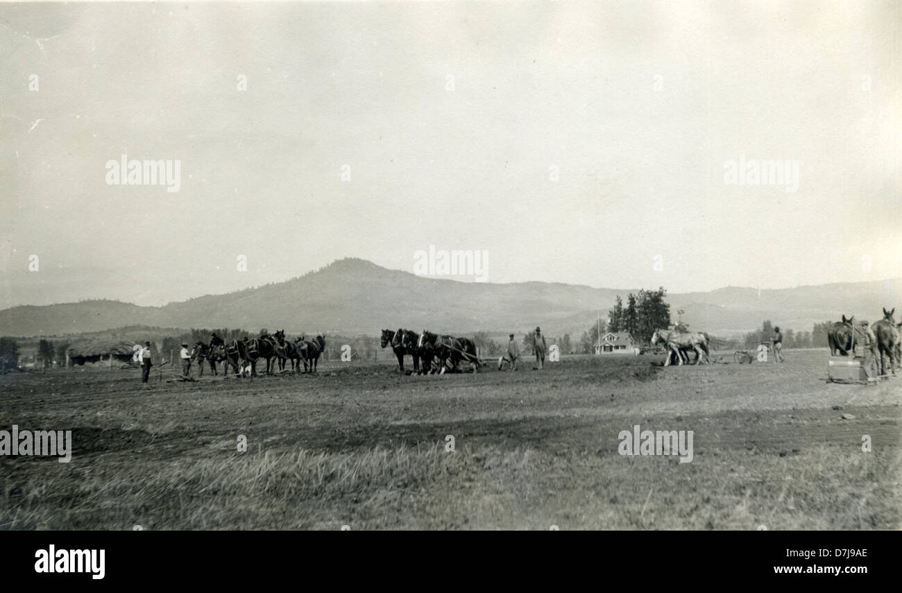 This historical scene captures horses working in the fields, pulling ...