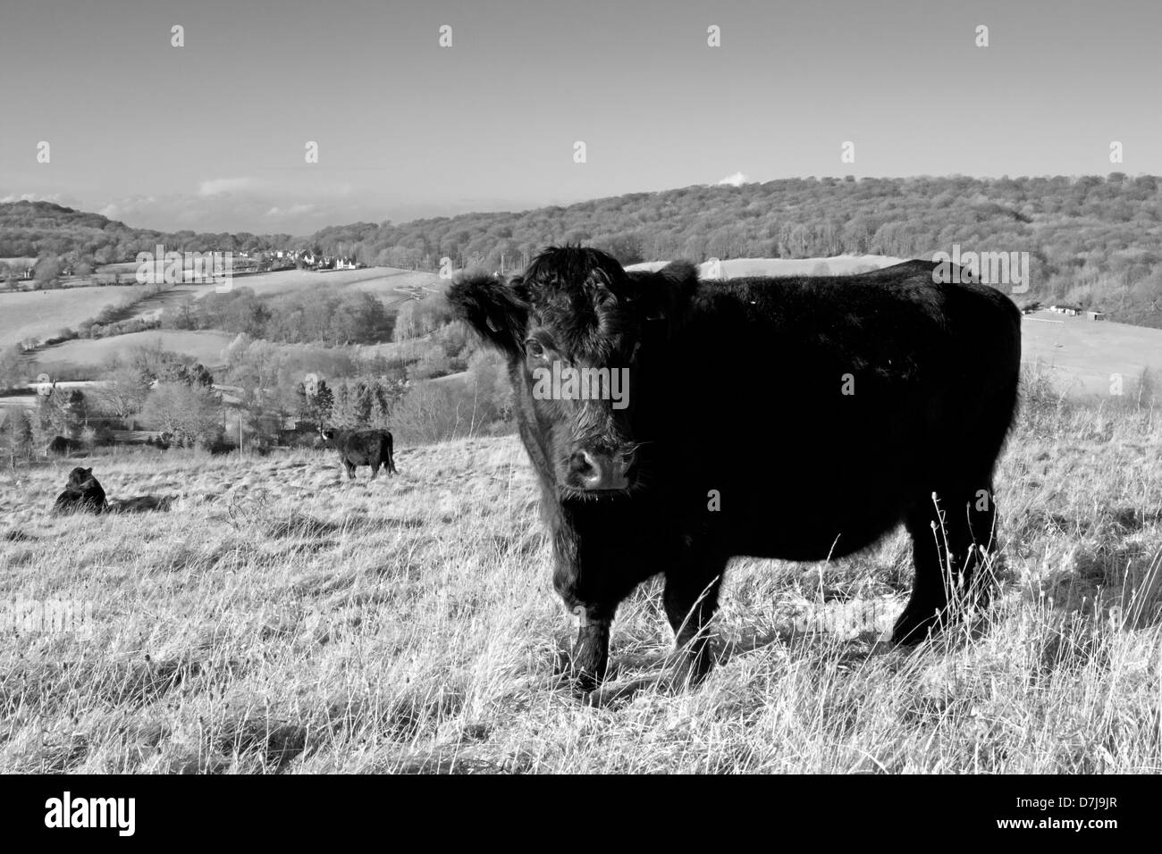 Black welsh cattle hi-res stock photography and images - Alamy