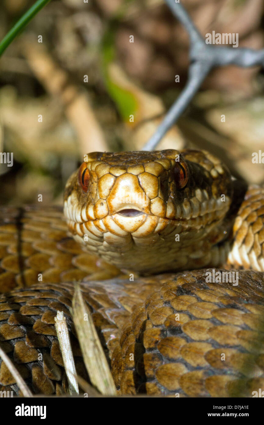 Female adder hi-res stock photography and images - Alamy