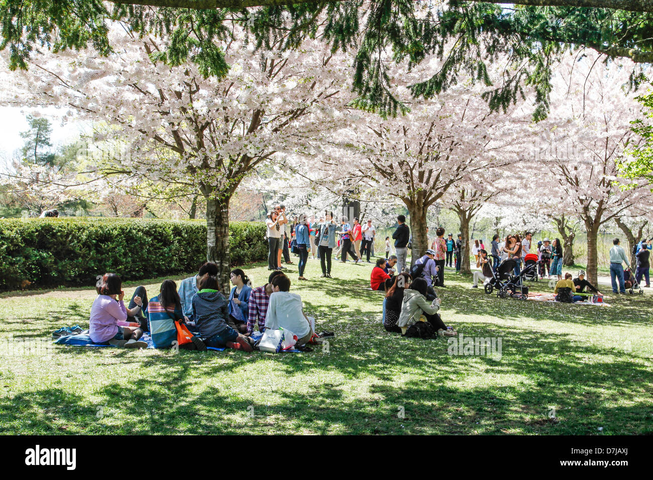 Cherry Blossom Trees in bloom in High Park Toronto,Ontario,Canada Stock ...