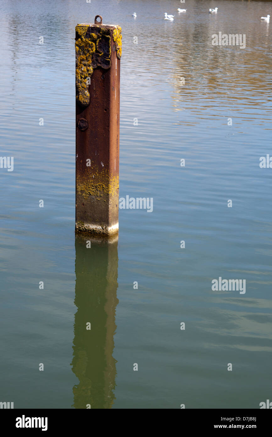 barnacles on a post Stock Photo - Alamy